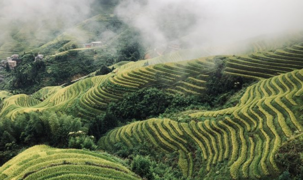 Longji Rice Terraces | Shanghai Travel Guide