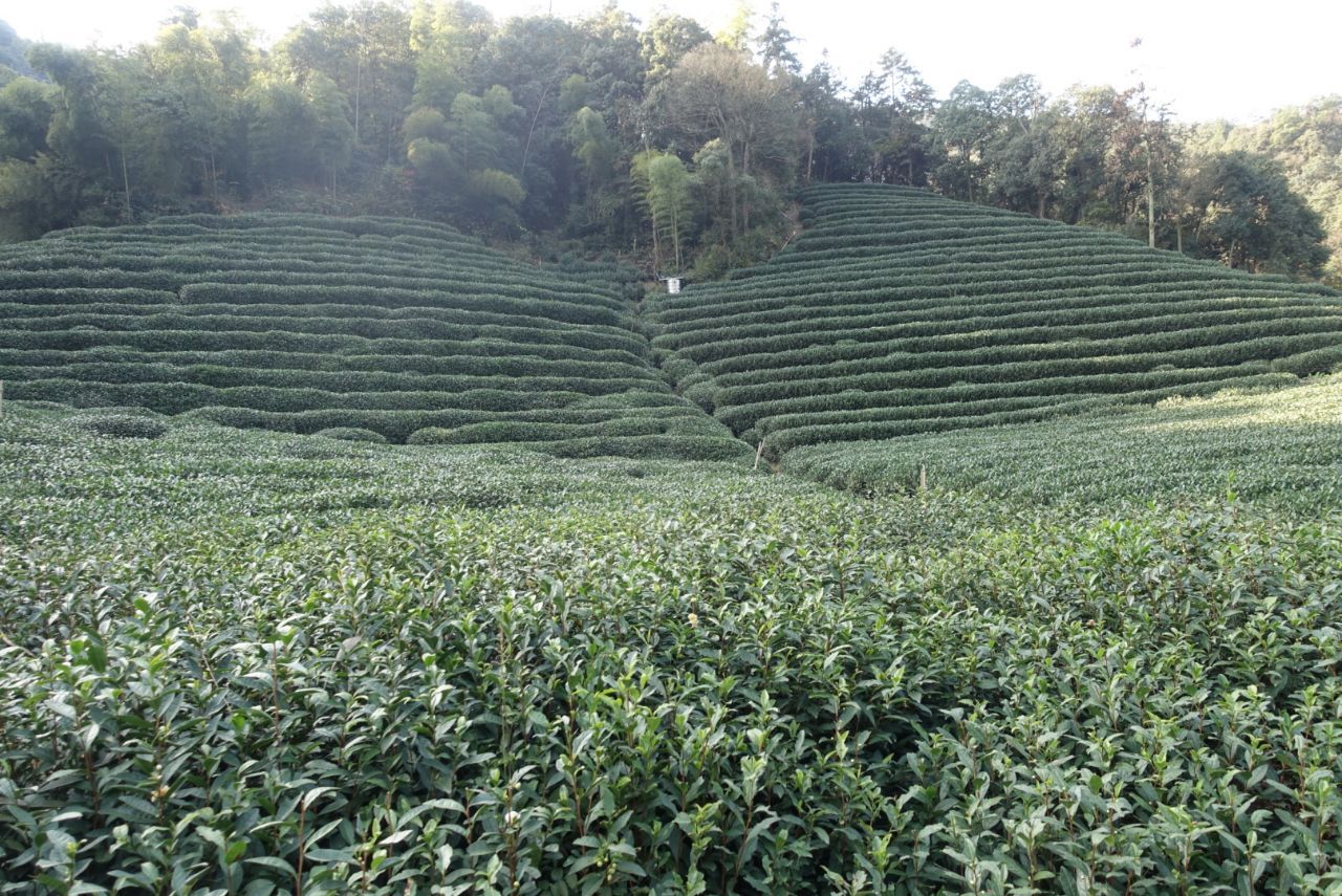 Meijiawu Tea Plantation | Shanghai Travel Guide