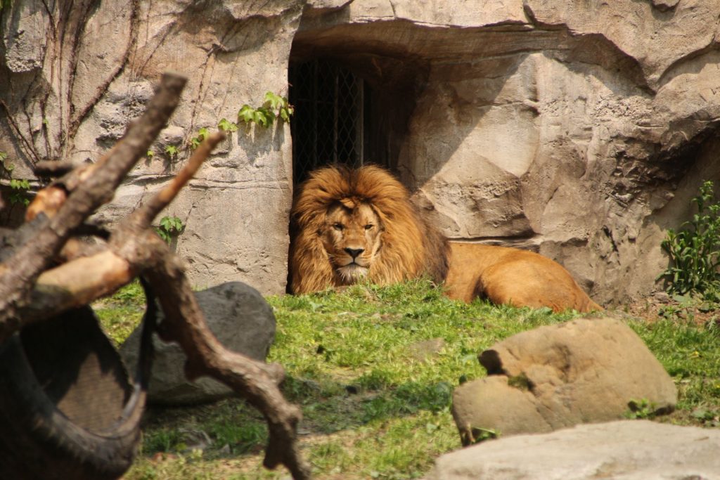 Shanghai Zoo | Shanghai Travel Guide